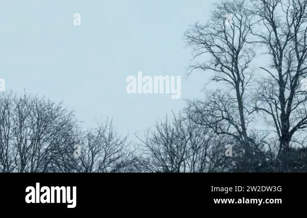 Snow falling sky Stock Videos & Footage - HD and 4K Video Clips - Alamy