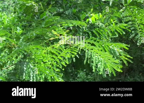 Biancaea sappan (Caesalpinia sappan L., sappanwood, secang, sepang ...