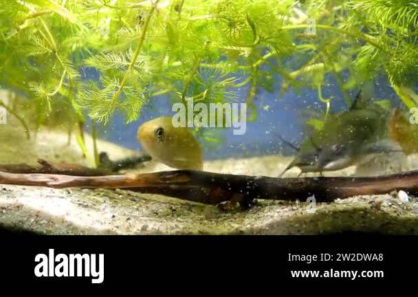 feeding time for channel catfish, dangerous invasive freshwater ...
