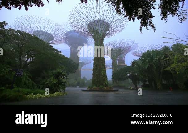 Rain tree singapore botanic gardens Stock Videos & Footage - HD and 4K ...