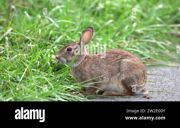 Eastern cottontail rabbit sylvilagus Stock Videos & Footage - HD and 4K ...