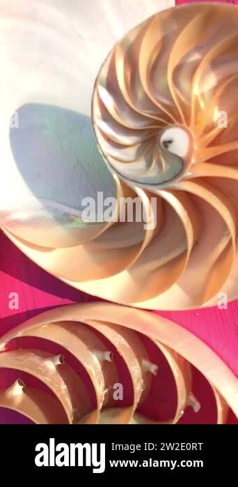 shell nautilus pearl Fibonacci sequence symmetry cross section spiral ...