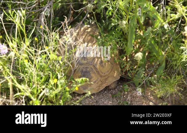 Desert tortoise gopherus agassizii Stock Videos & Footage - HD and 4K ...
