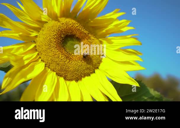 Bee van Stock Videos & Footage - HD and 4K Video Clips - Alamy