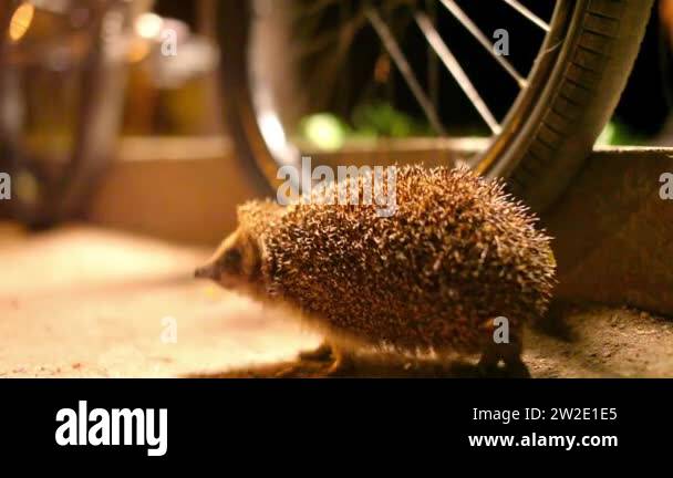 Walk hedgehog Stock Videos & Footage - HD and 4K Video Clips - Alamy