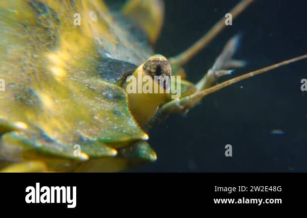 Compound eye in a Green or Shore crab (Carcinus maenas, Carcinus ...