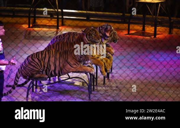 CHONBURI, THAILAND, MARCH 1, 2018: bengal tiger in a cage at a circus ...