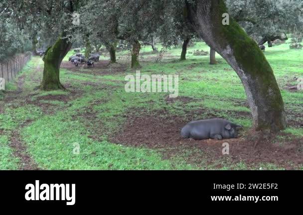 4K Black Iberian Pig is sick in the Through The Oak Trees in the Dehesa ...