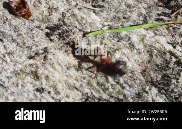 ant prey larva of diptera, Formica rufa, Ant, predator, prey, diptera ...