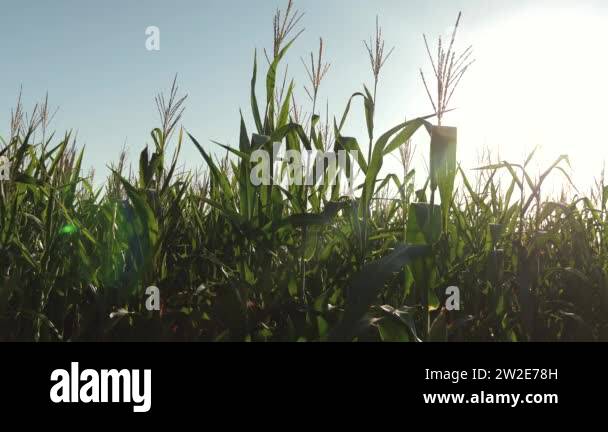 green field of ripening corn against a blue sky. Spikelets of corn with ...