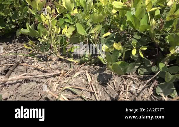 Green yellow leaves of fresh peanut plant in groundnut planted field ...