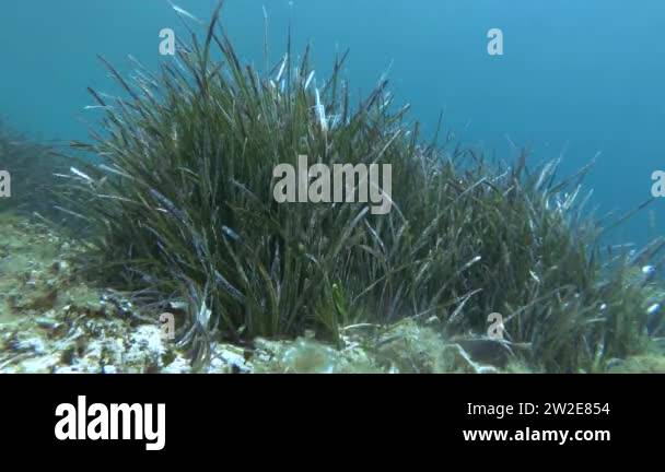 Dense thickets of marine grass Zostera on blue water background. Common ...