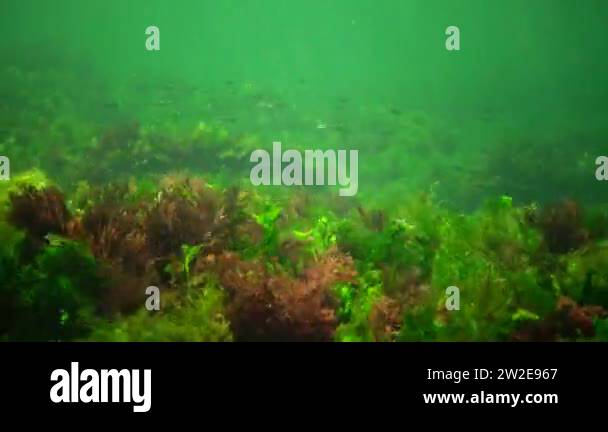Photosynthesis in the sea, underwater landscape, fish Atherina pontica ...
