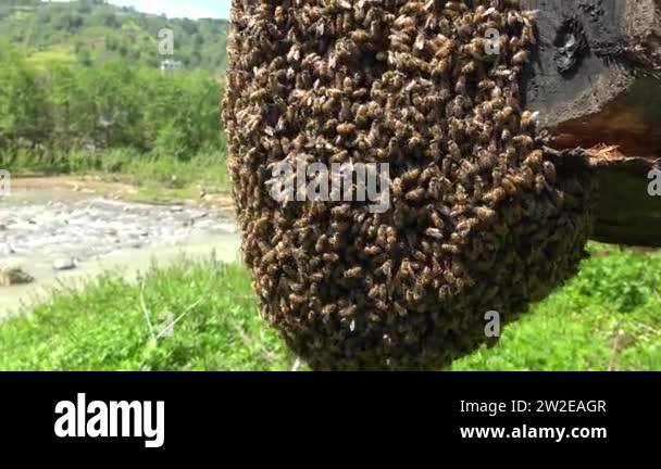 Bee swarm on tree branch. Swarming is a honey bee colony's natural ...