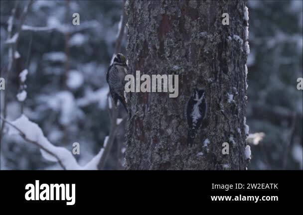Woodpeckers pecking in tree Stock Videos & Footage - HD and 4K Video ...