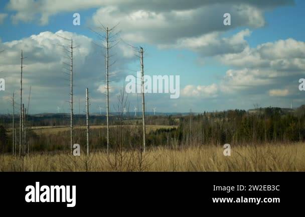 Bark wood beetle pest Ips typographus infestation, spruce and bast tree ...