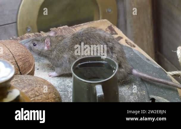 Beetle rat Stock Videos & Footage - HD and 4K Video Clips - Alamy