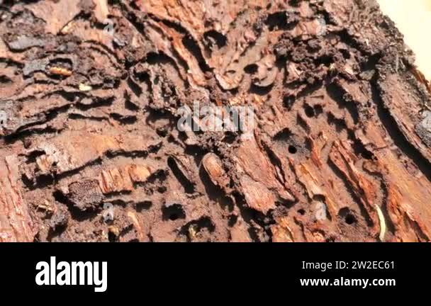 Worm harvesting Stock Videos & Footage - HD and 4K Video Clips - Alamy