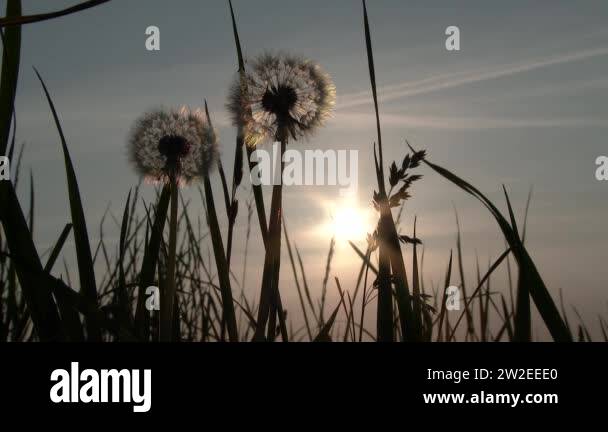 Stages of sun Stock Videos & Footage - HD and 4K Video Clips - Alamy
