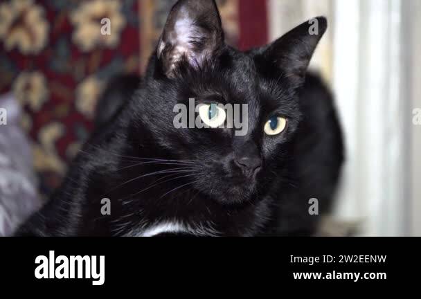 Close-up of curious graceful black cat Bombay breed with short black ...