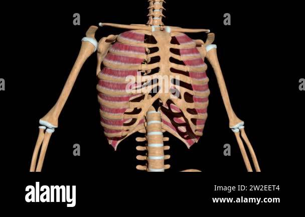 External intercostal muscles Stock Videos & Footage - HD and 4K Video ...