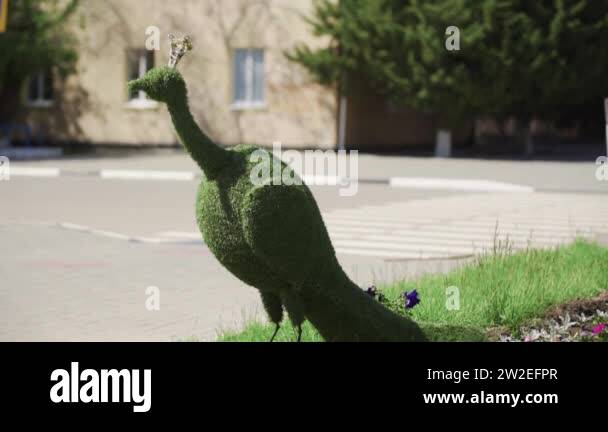 Peacock topiary Stock Videos & Footage - HD and 4K Video Clips - Alamy