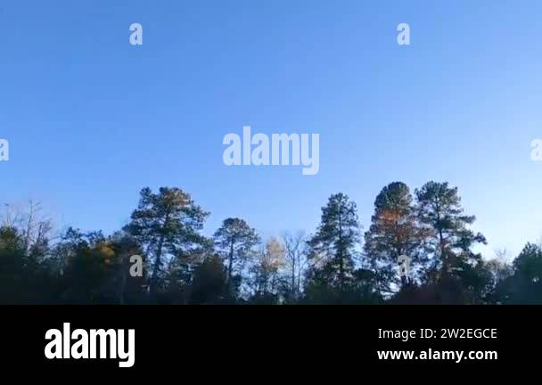 Blue sky tree line Stock Videos & Footage - HD and 4K Video Clips - Alamy