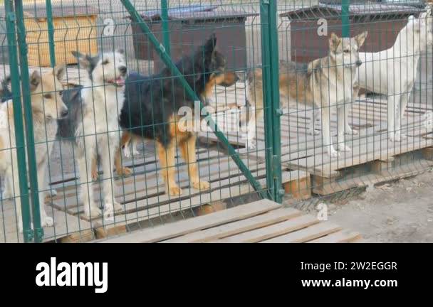 Unwanted and homeless dogs barking in animal shelter and wag their tail ...