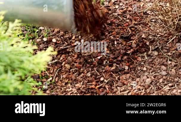mulching garden plant bed with pine tree bark mulch Stock Video Footage ...