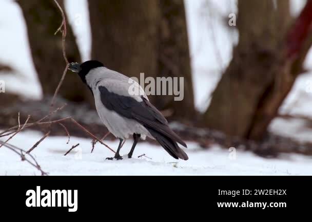 Crown bird sitting on white snow, grey raven croaks, trees background ...