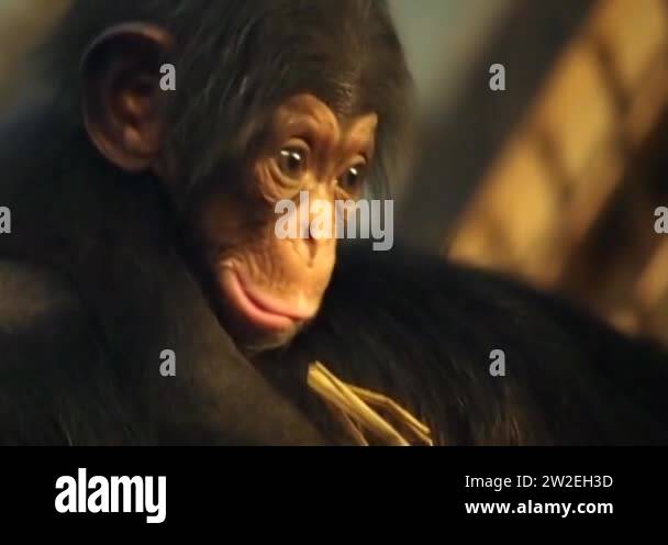 Baby chimpanzee face Stock Videos & Footage - HD and 4K Video Clips - Alamy