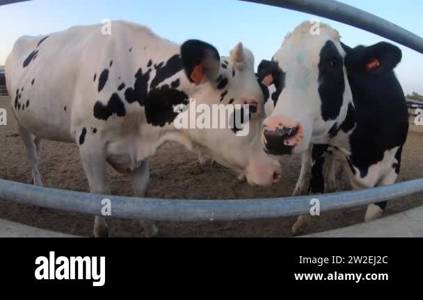 4K, milk cow on modern farm. Domestic animals in barn. Agricultural ...