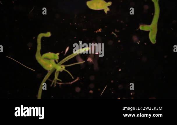 Hydra is a genus of small, fresh-water animals of the phylum Cnidaria ...