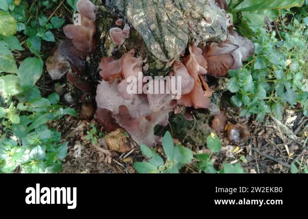 Jews ear (wood ear, Auricularia auricula, Hirneola polytricha, jelly ...