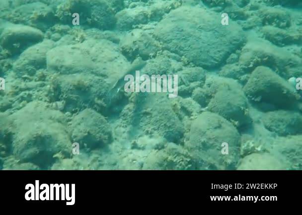 The flathead grey mullet, flathead mullet, striped mullet, black mullet ...