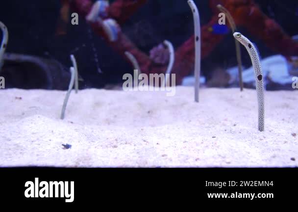 Snakes eating fish Stock Videos & Footage - HD and 4K Video Clips - Alamy