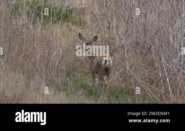 Virginia fauna Stock Videos & Footage - HD and 4K Video Clips - Alamy