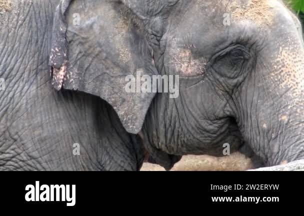 4K, Elephant without tusk is eating grass. Close up of an asiatic ...