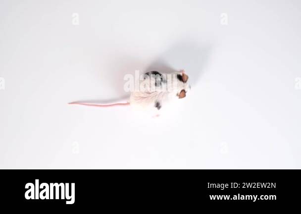 Lab mouse injection Stock Videos & Footage - HD and 4K Video Clips - Alamy