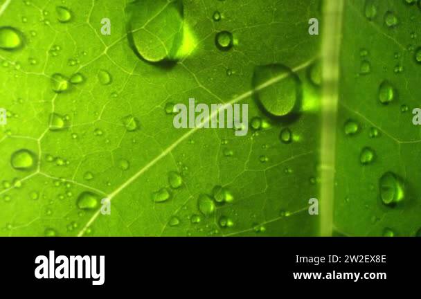Leaf viewing Stock Videos & Footage - HD and 4K Video Clips - Alamy