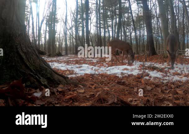 Deer. White-tailed deer in Wisconsin state forest. A few white tailed ...