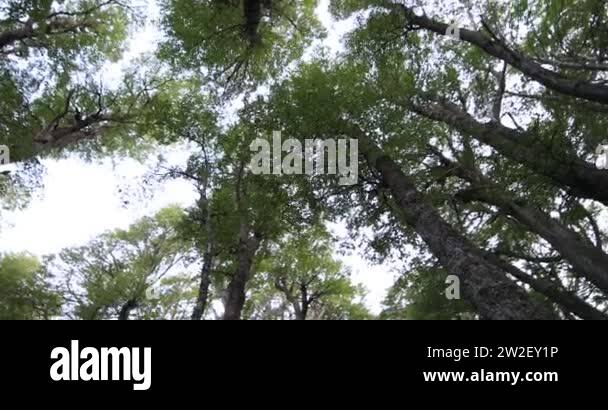 Looking above to tree tops from inside nothofagus woods. Rotating ...