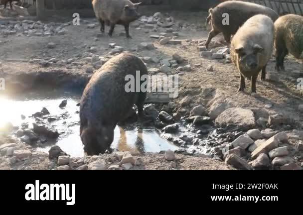 Happy pig rolling in mud.Mangalitsa The Woolly Sheep-Pig, healthy ...