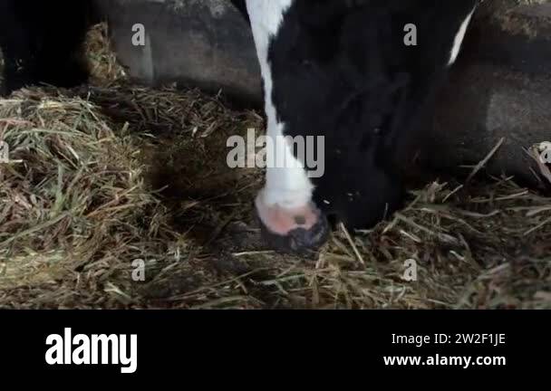 Milk cow feeding process on modern farm. Domestic animals eating hay in ...