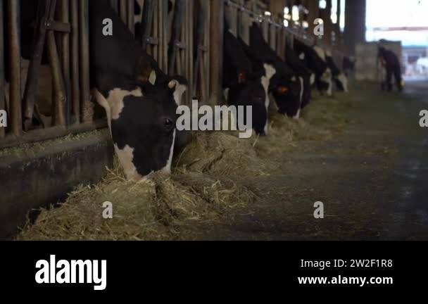 Everyday life for farmer with cows in modern stable. Peasant work with ...