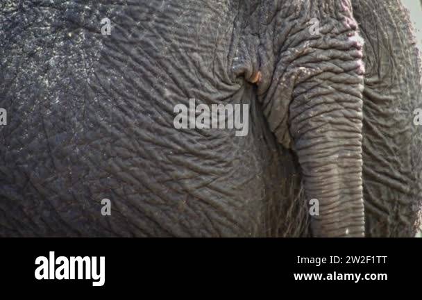 4K, Elephant without tusk is eating grass. Close up of an asiatic ...