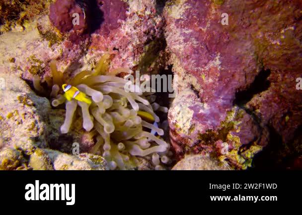 Red Sea Anemonefish (Amphiprion bicinctus). A married couple of fishes ...