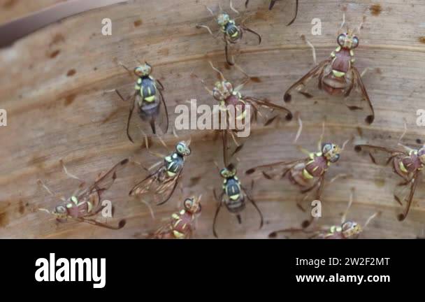 Micro insects Stock Videos & Footage - HD and 4K Video Clips - Alamy