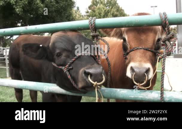 Ring camera cow Stock Videos & Footage - HD and 4K Video Clips - Alamy