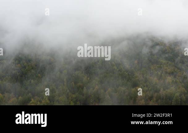 Flying above foggy pine forest treetops. Thick misty clouds rising from ...